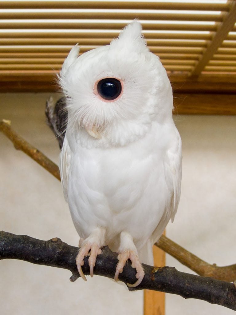 25 incríveis animais albinos que você precisa conhecer - Segredos do Mundo
