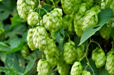 Lúpulo, o que é, qual sua função na cerveja e fatos curiosos