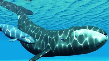 Baleia-azul - Características e outros fatos sobre maior animal do planeta