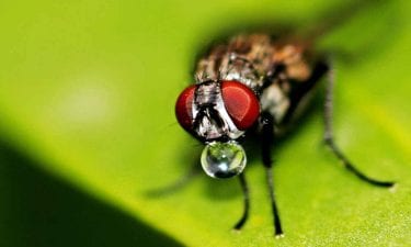 Berne ou Miíase humana - O que é, causas, sintomas, tipos e tratamento