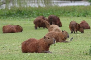 Capivara- Características, habitat, reprodução e curiosidades