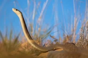 Mamba-negra: características de uma das serpentes mais fatais do mundo