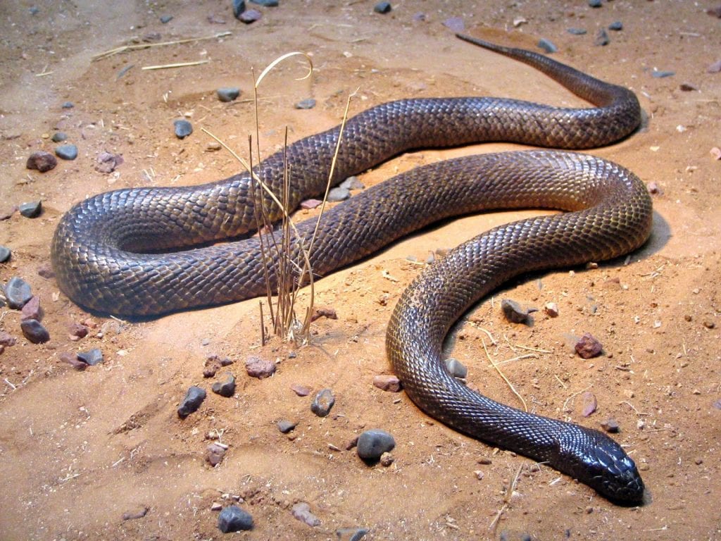 Mamba-negra: características de uma das serpentes mais fatais do mundo
