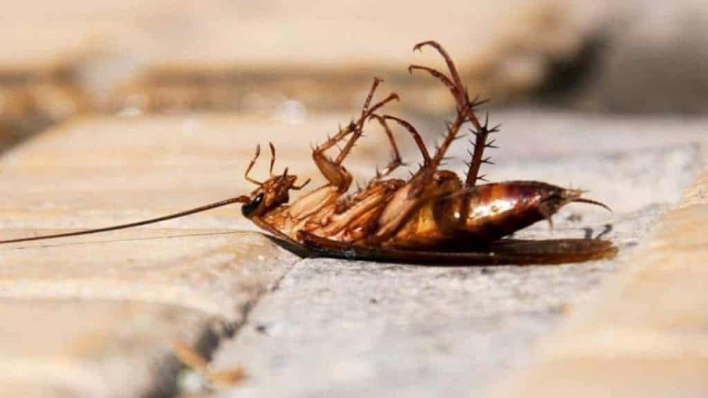 Baratas: características, espécies, curiosidades e como evitá-las