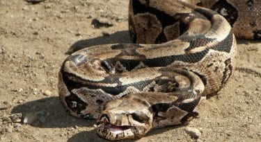 Jiboia - Características, comportamento, diferenças entre elas e as sucuris