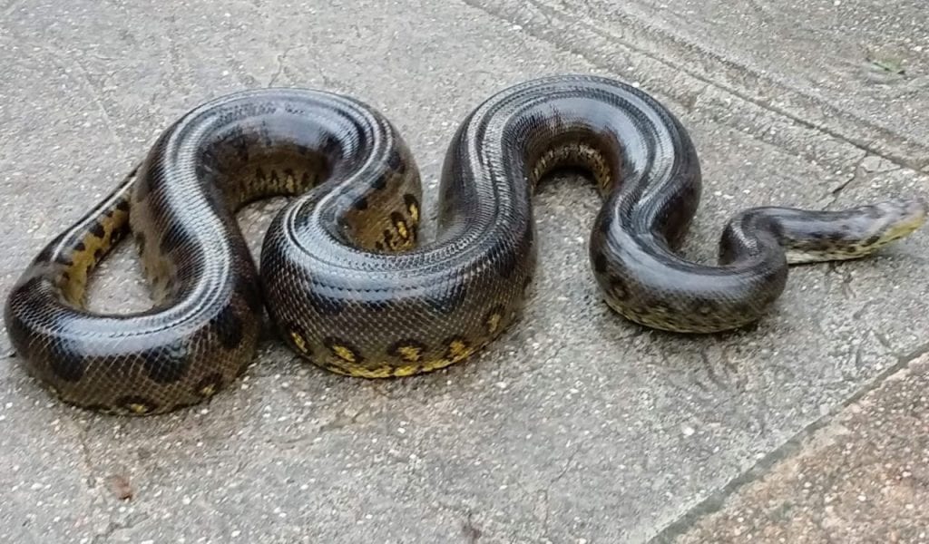 Jiboia - Características, comportamento, diferenças entre elas e as sucuris