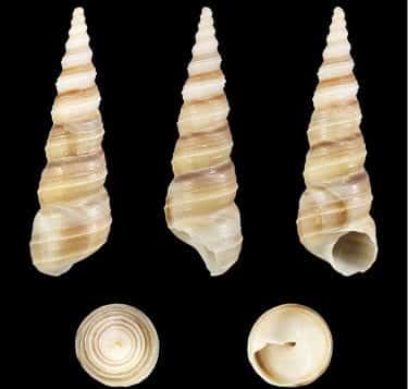 Concha, o que? Características, formação e tipos de concha do mar