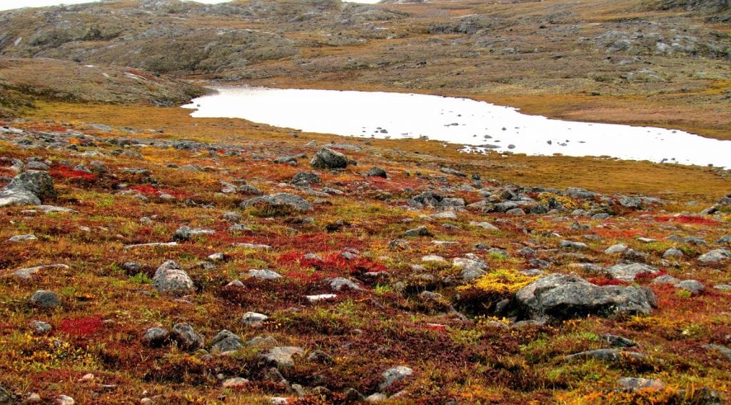 Desertos polares, o que são? Descubra os dois maiores do mundo