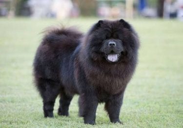 Cachorro da língua azul: saiba tudo sobre a raça de cães Chow Chow