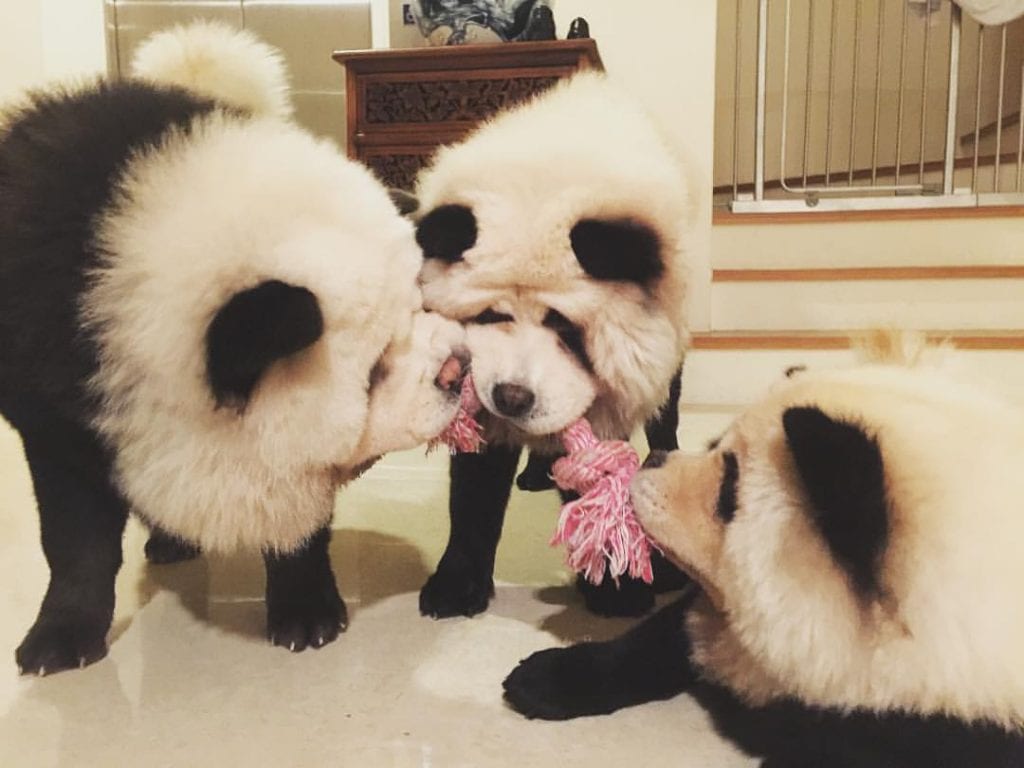 Cachorro da língua azul: saiba tudo sobre a raça de cães Chow Chow