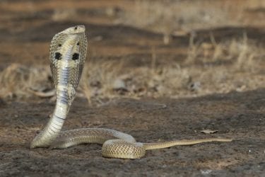 Naja - O que é, como vive e as características desse tipo de cobra
