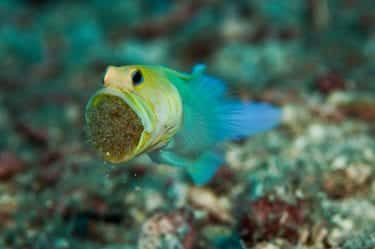 Peixes mais feios do mundo: os 20 mais estranhos conhecidos