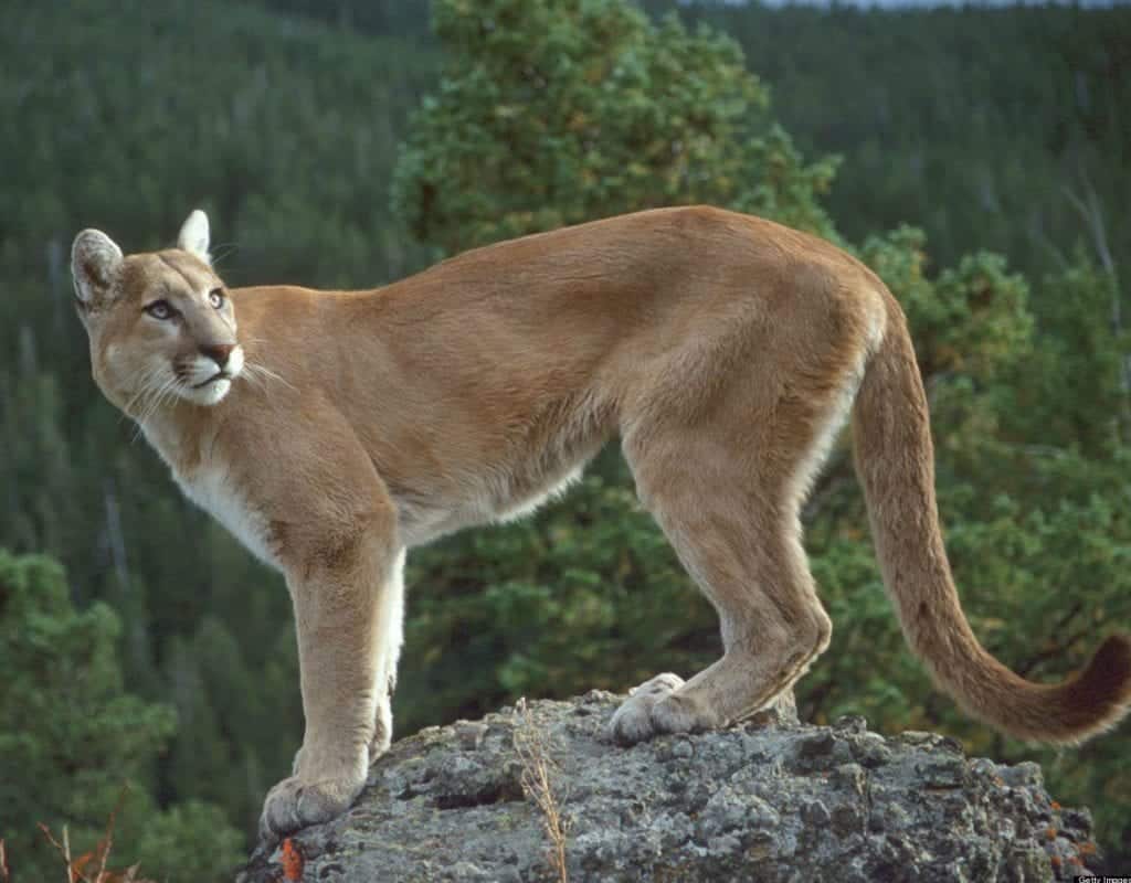 Animais da Amazônia - 15 mais famosos e exóticos da floresta