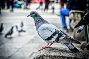 Pombo: características, curiosidades das espécies e riscos à saúde