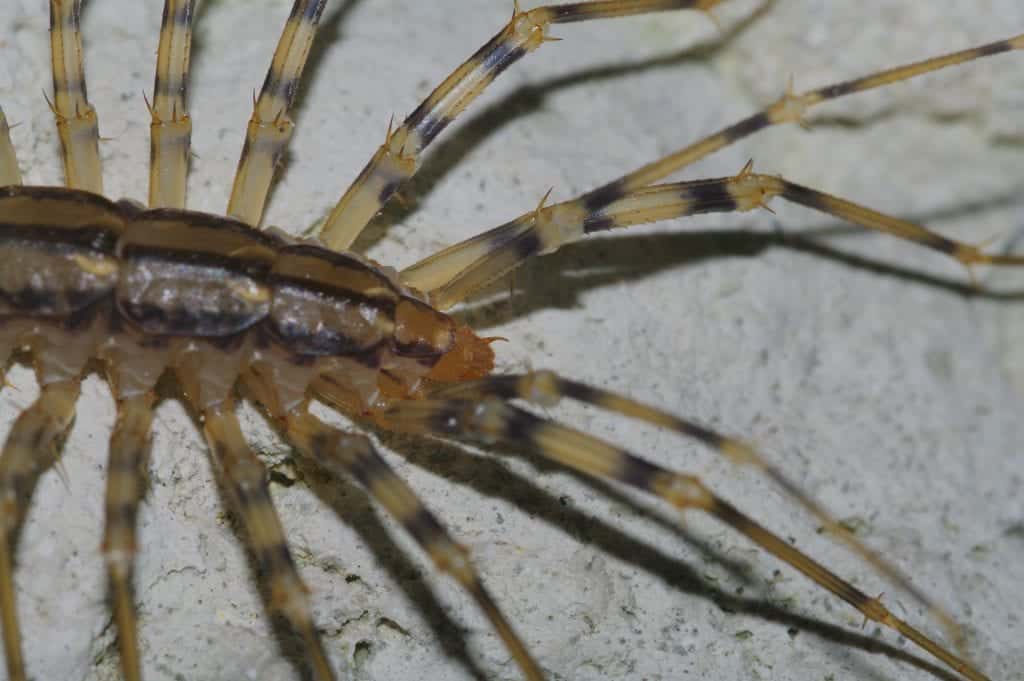 Arquiteta Giovanna Ribeiro: Centopeia – Características, tipos ...