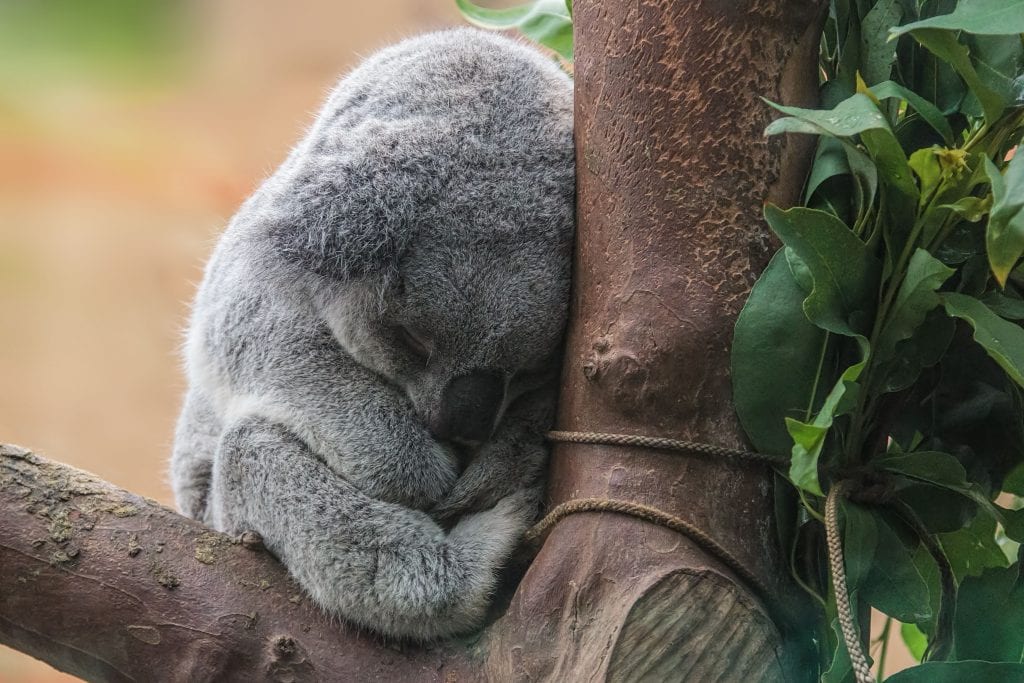 Coala - Características, alimentação e curiosidades do animal