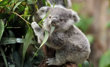 Coala - Características, alimentação e curiosidades do animal