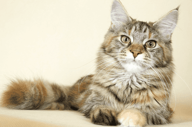 Maine Coon: saiba tudo sobre o maior gato do mundo!