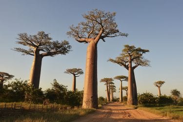 Baobá: conheça a impressionante árvore nativa da África