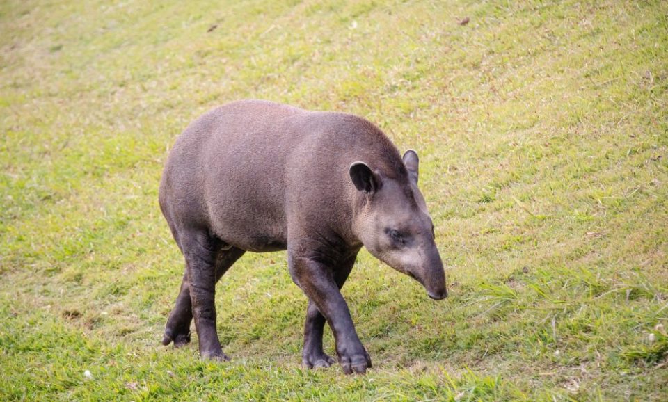 Anta: características, hábitos e curiosidades sobre o animal
