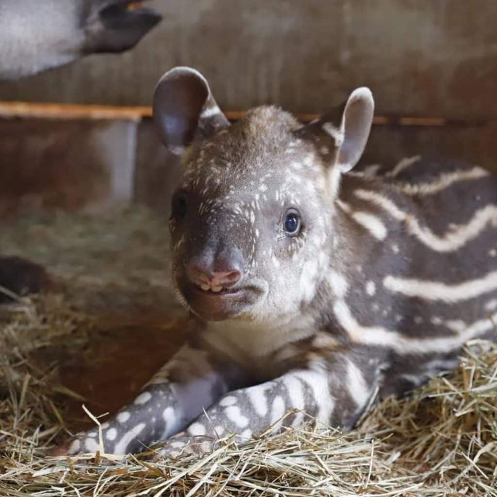 Anta - Características, hábitos e curiosidades sobre o animal