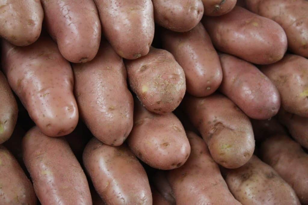 Batatas - Origem, tipos e utilidades que vão além da alimentação