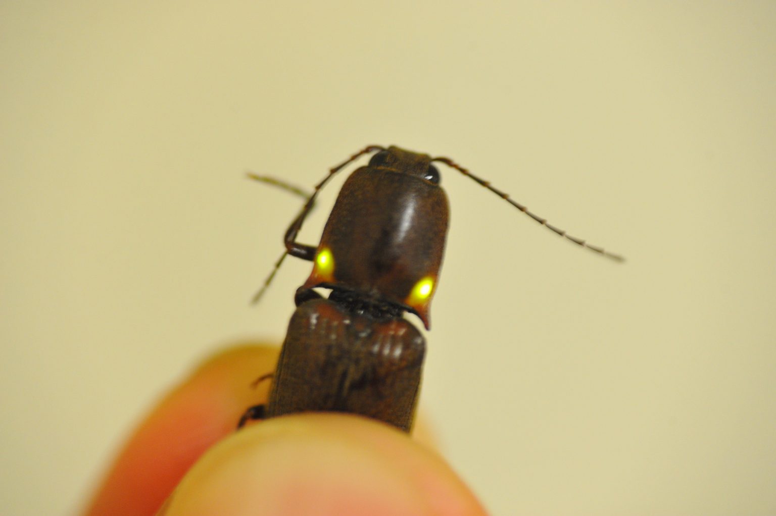 Vagalumes - Como vivem os insetos e porque conseguem brilhar