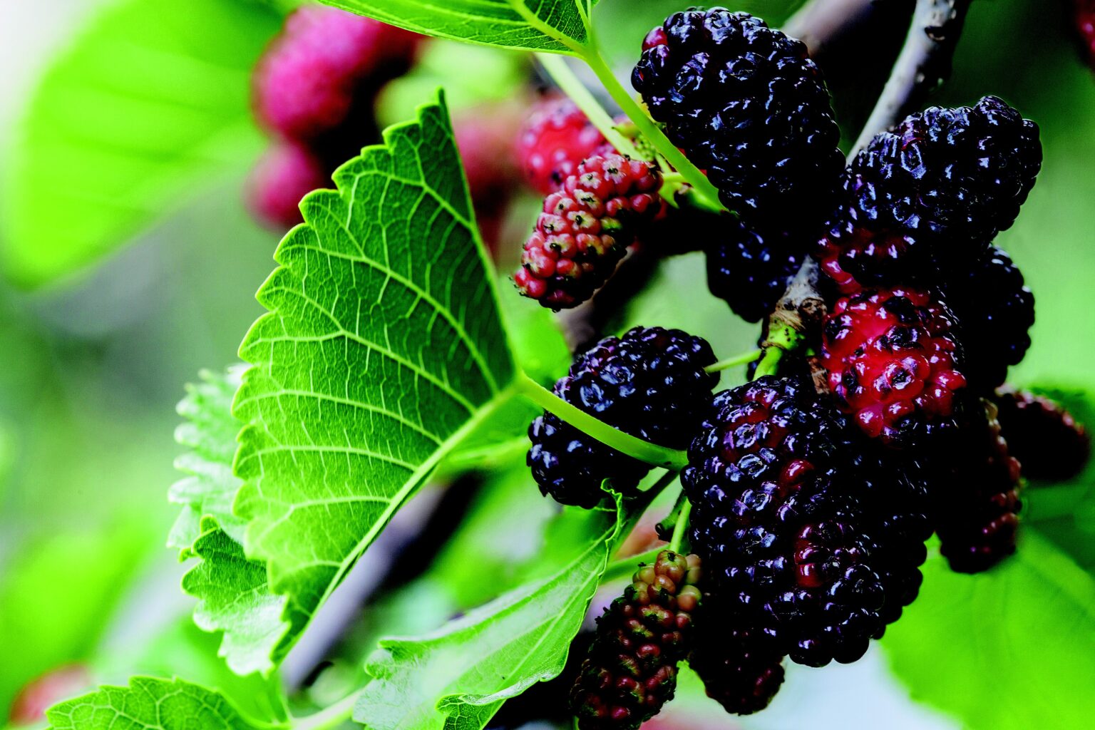 Frutas para diabéticos - As mais e menos recomendadas e o porquê