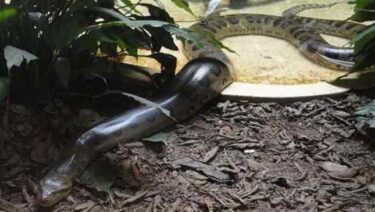 Saiba qual é a maior cobra do mundo (e as outras 9 maiores do mundo)