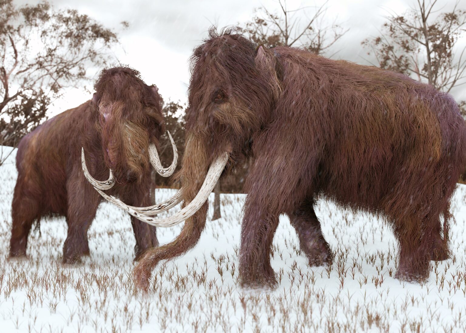 Mamute - Características e extinção dos antepassados dos elefantes