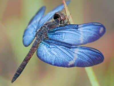 Libélula: características, simbologia e curiosidades sobre o animal