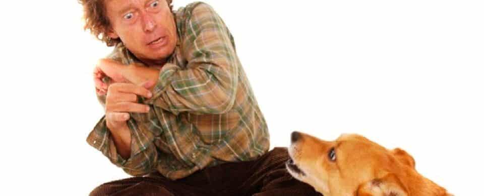 Cinofobia, o que é? Principais causas, sintomas e tratamento