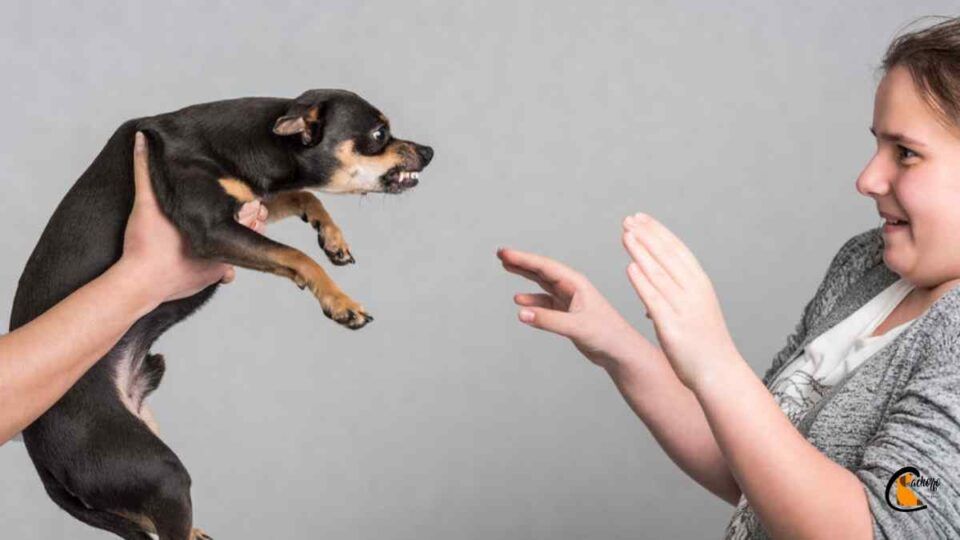 Cinofobia, o que é? Principais causas, sintomas e tratamento