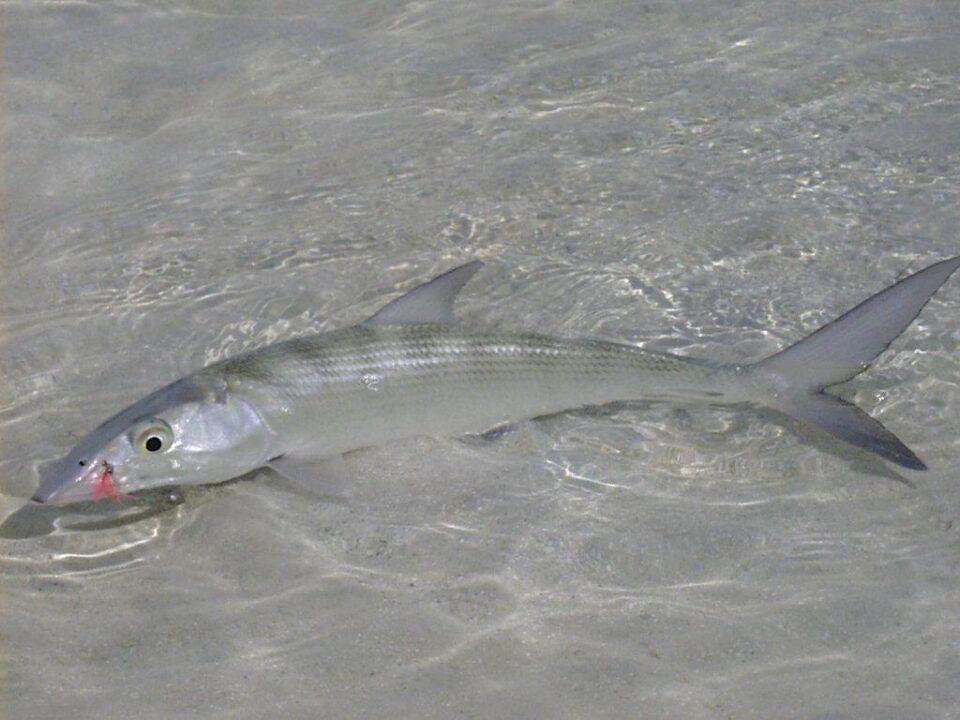 Peixe mais rápido do mundo, qual é? Lista de outros peixes rápidos