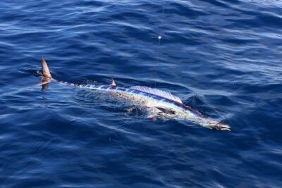 Peixe mais rápido do mundo, qual é? Lista de outros peixes rápidos