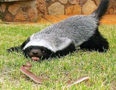 Ratel, o que é? Habitat, alimentação e curiosidades