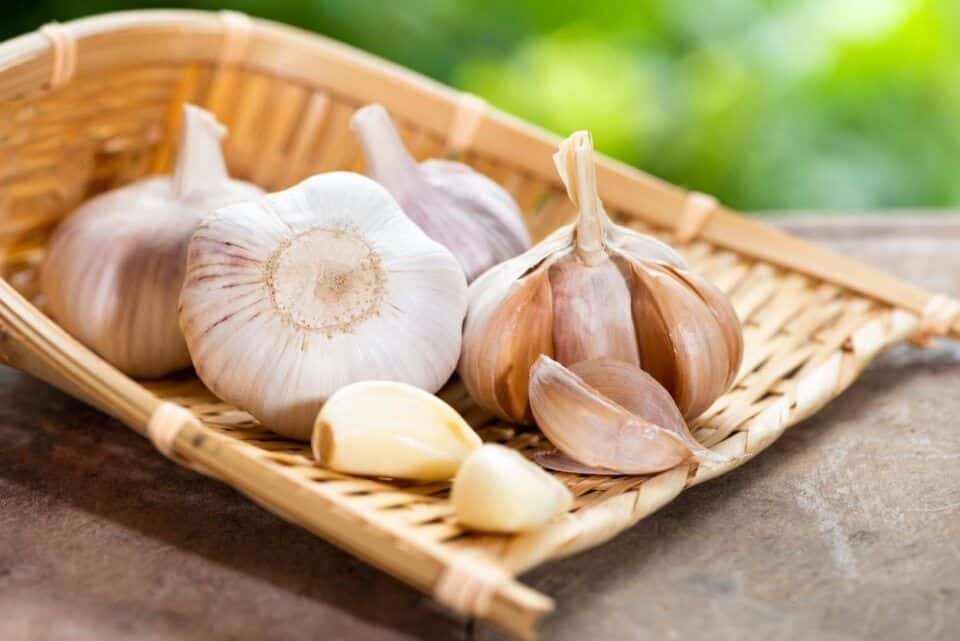 Remédios caseiros para vermes - 14 receitas para combater a doença