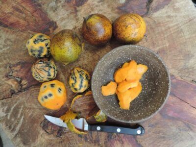 Arquiteta Giovanna Ribeiro: Tucumã, o que é? Quais os seus benefícios e ...