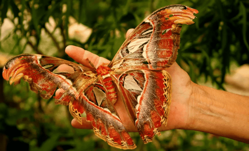 Maiores insetos do mundo - 10 animais que surpreendem pelo tamanho