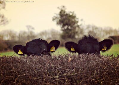 Animais engraçados - Veja as fotos mais divertidas do mundo