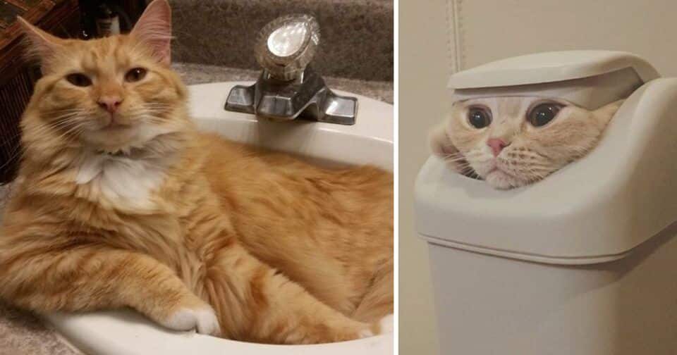 Animais engraçados - Veja as fotos mais divertidas do mundo