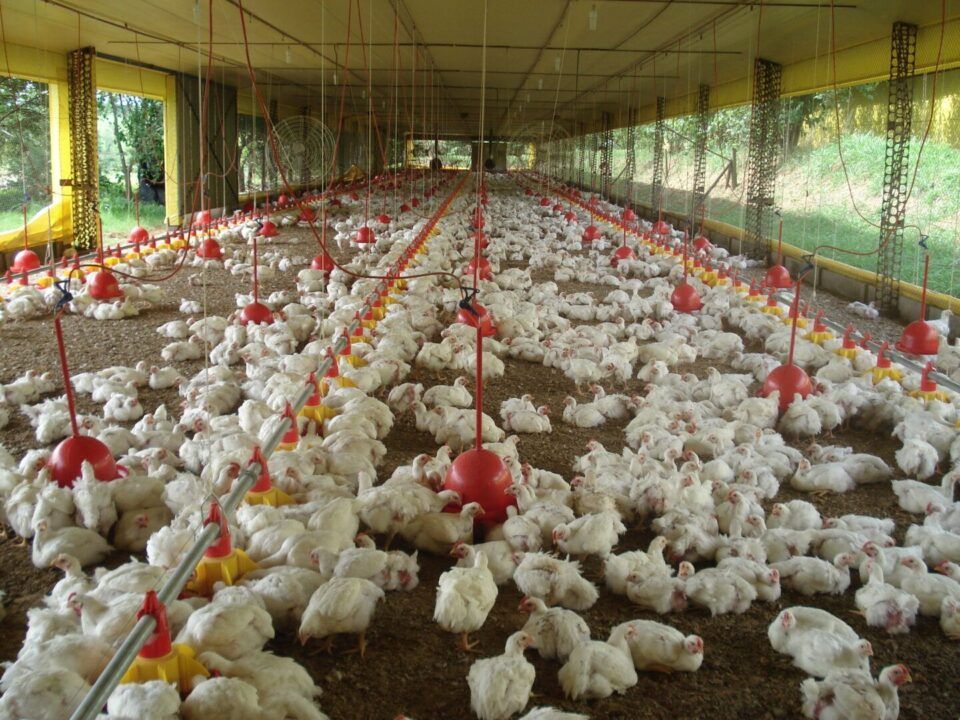 Animais transgênicos – Como são criados, vantagens e desvantagens