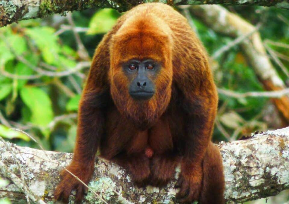 Espécies de macaco - Importância para o equilíbrio do meio ambiente