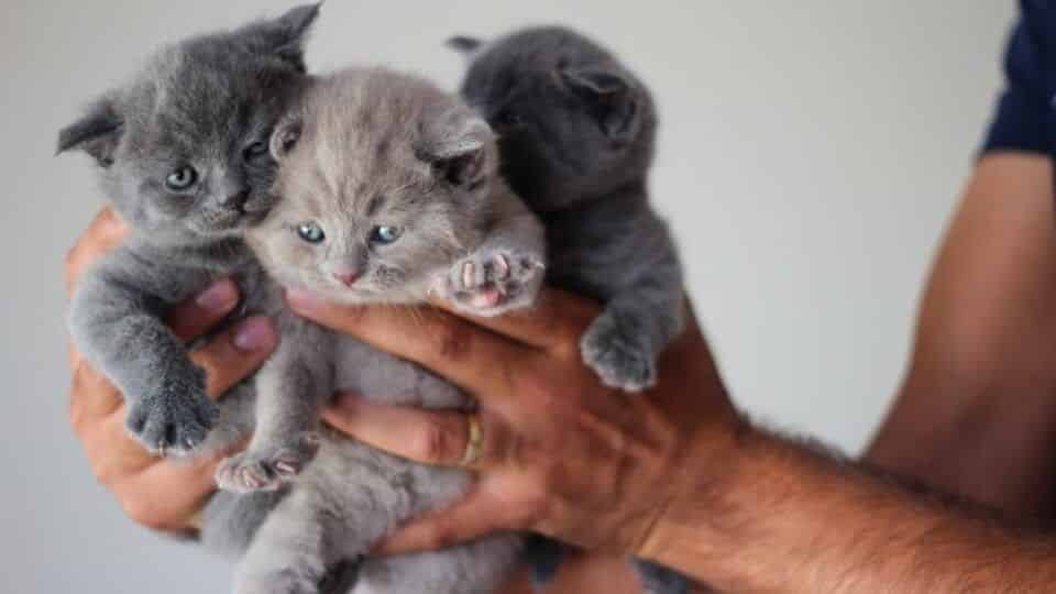 Filhotes de gato - Cuidados necessários para manter a saúde do seu pet