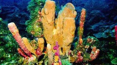 Esponjas-do-mar, o que são? Origem e importância para a vida marinha