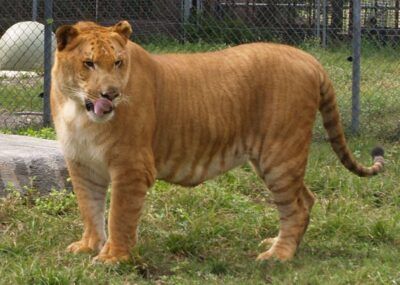 Ligre - Principais características do animal híbrido de leão e tigre