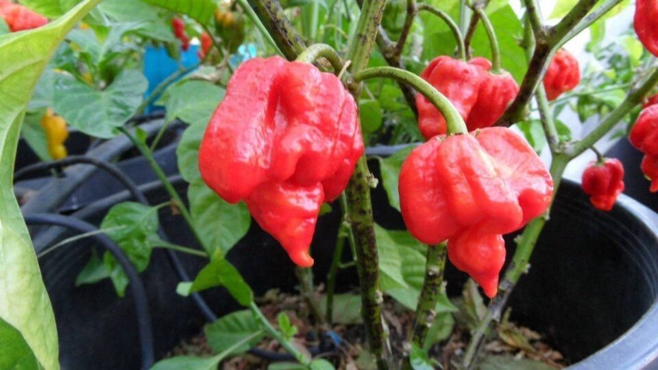 Pimenta mais ardida do mundo, qual é? Como é classificada
