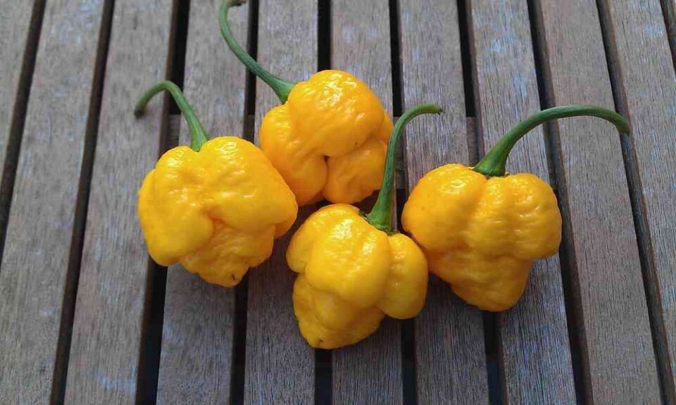 Pimenta mais ardida do mundo, qual é? Como é classificada