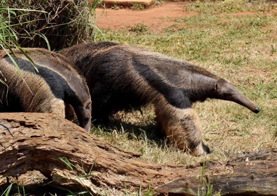 Animais Que Vivem Na Caatinga - RETOEDU