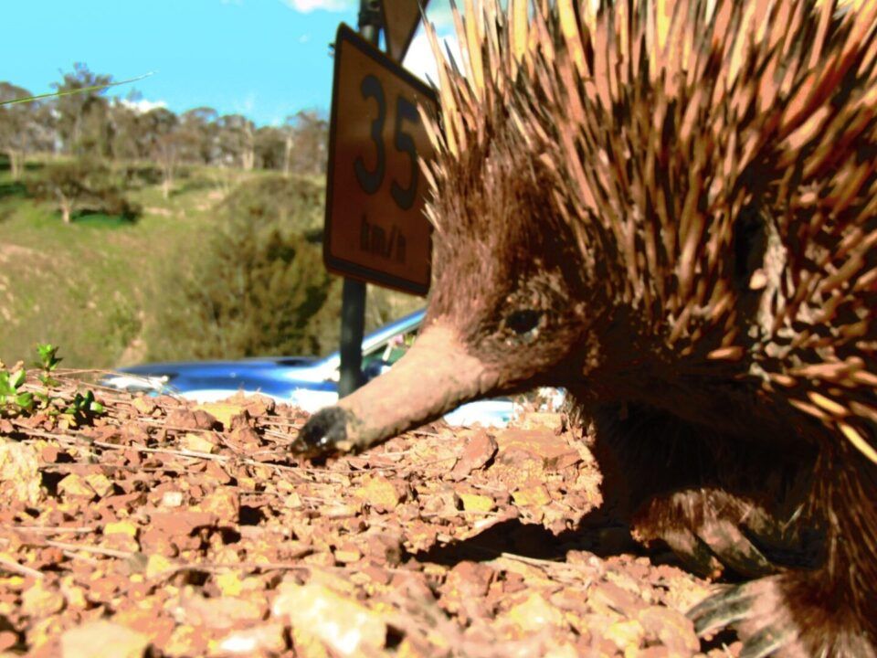 Equidna: principais hábitos e características da espécie